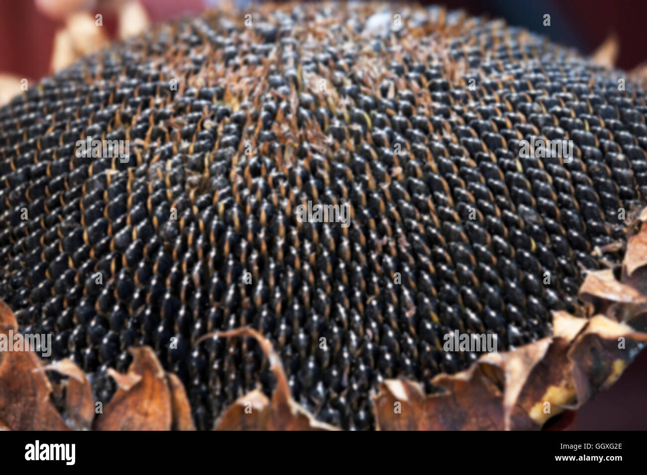 Sunflower pod hi-res stock photography and images - Alamy