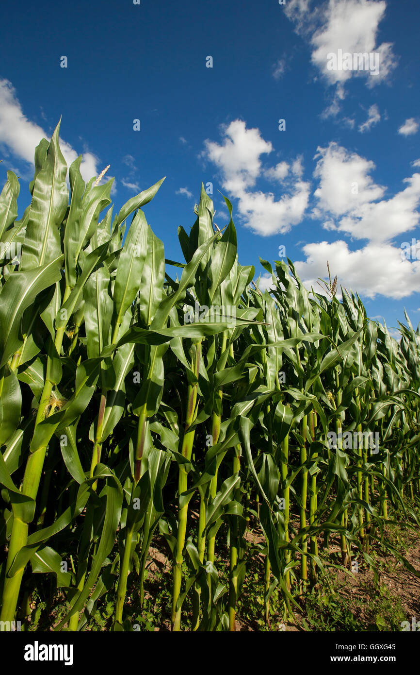 Corn field, summer Stock Photo - Alamy