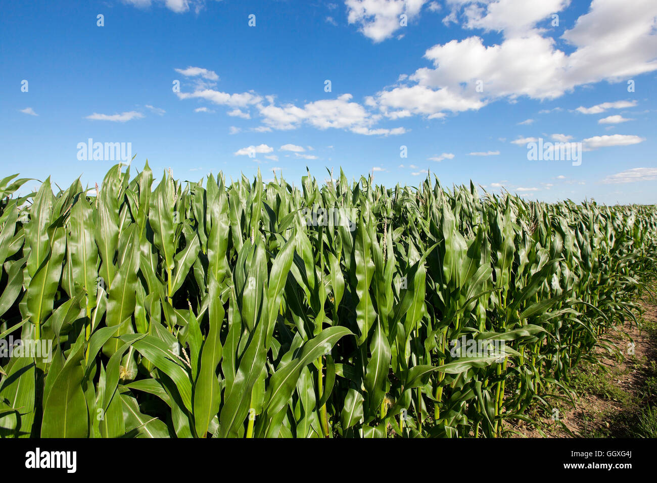 Corn field, summer Stock Photo - Alamy