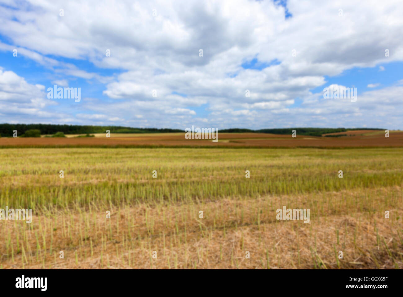 collection rapeseed crop Stock Photo - Alamy