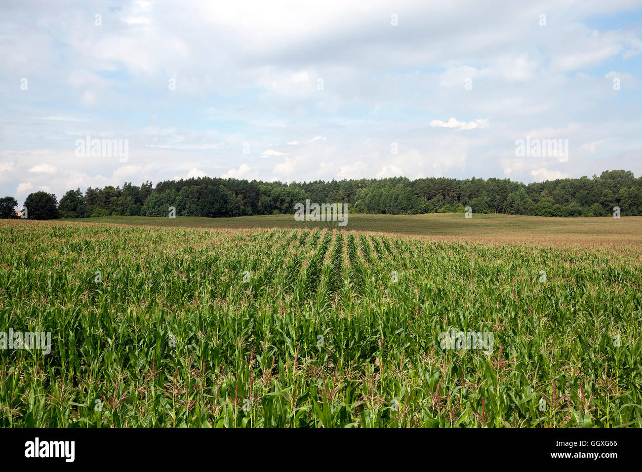Corn field, summer Stock Photo - Alamy