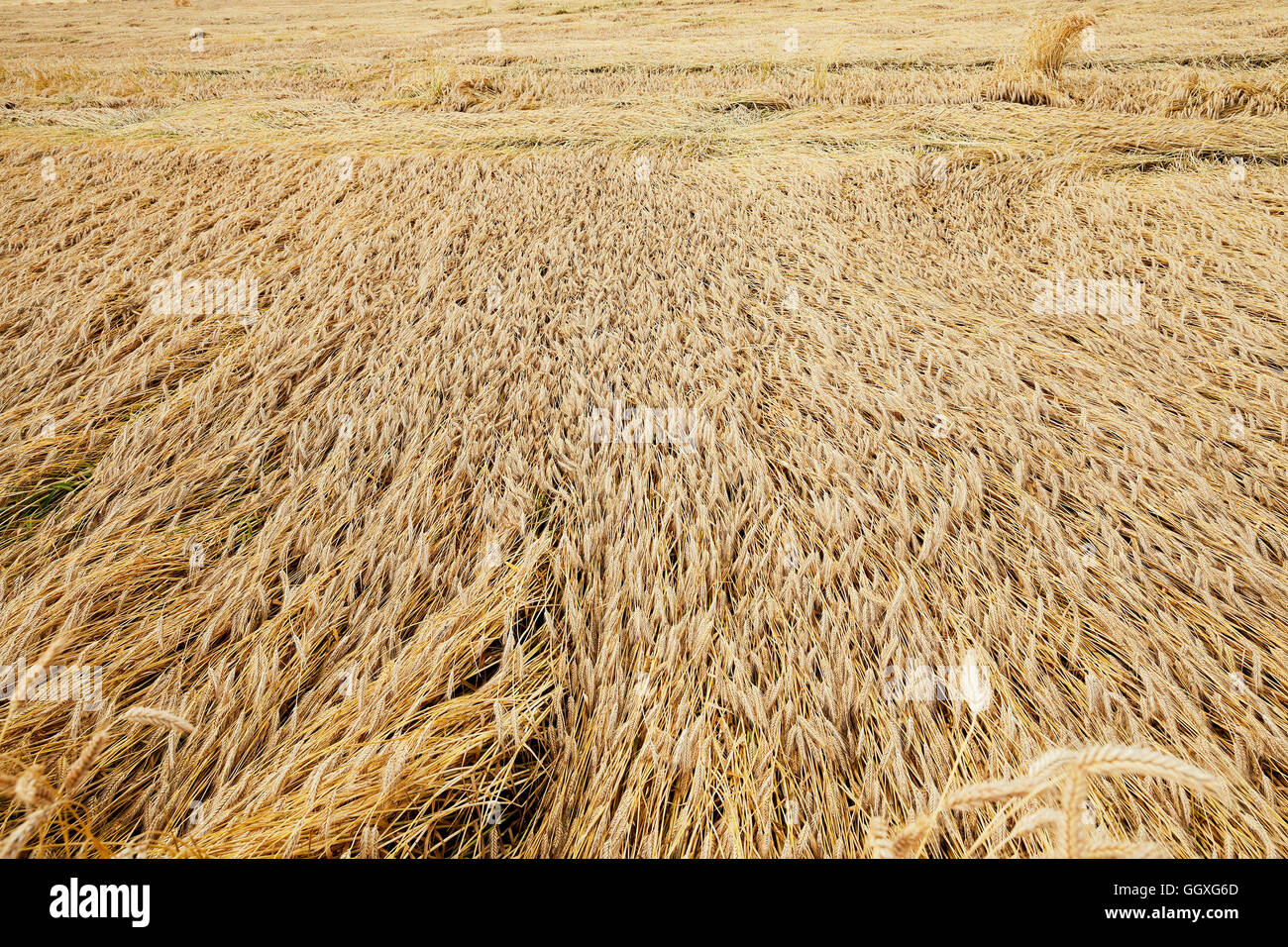 destroyed by the storm wheat Stock Photo - Alamy
