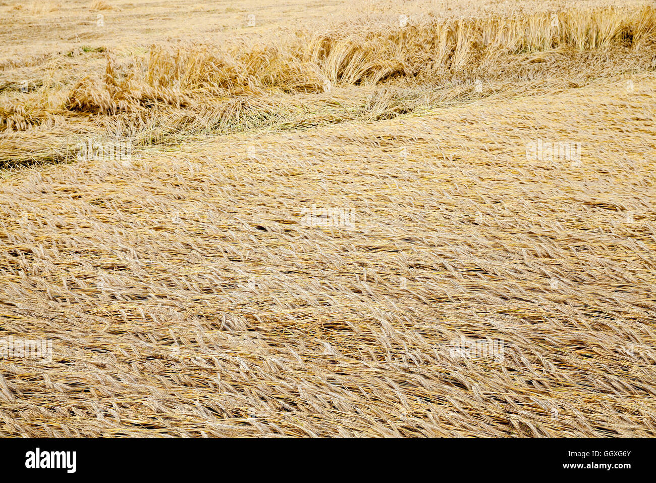 destroyed by the storm wheat Stock Photo - Alamy