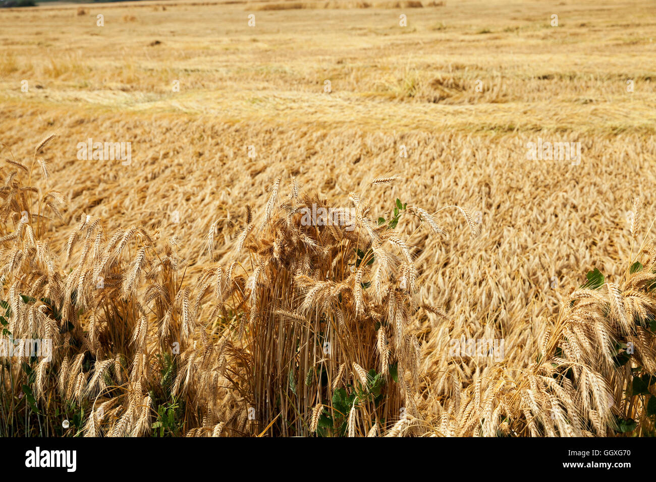 farm field cereals Stock Photo - Alamy