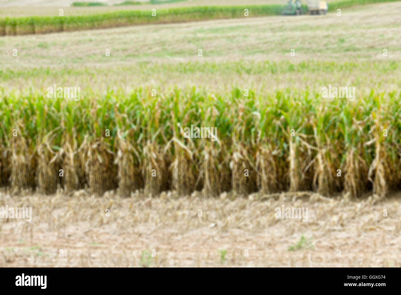 collection corn crop, close-up Stock Photo - Alamy