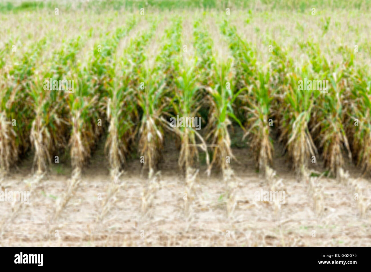 collection corn crop, close-up Stock Photo - Alamy