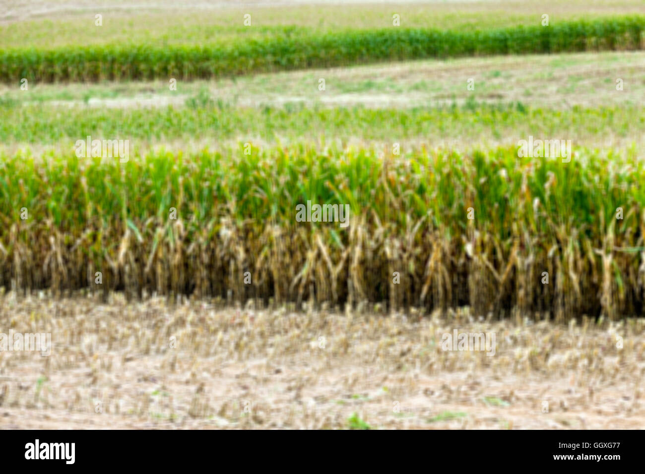 collection corn crop, close-up Stock Photo - Alamy