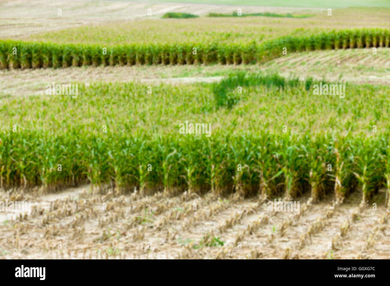 collection corn crop, close-up Stock Photo - Alamy