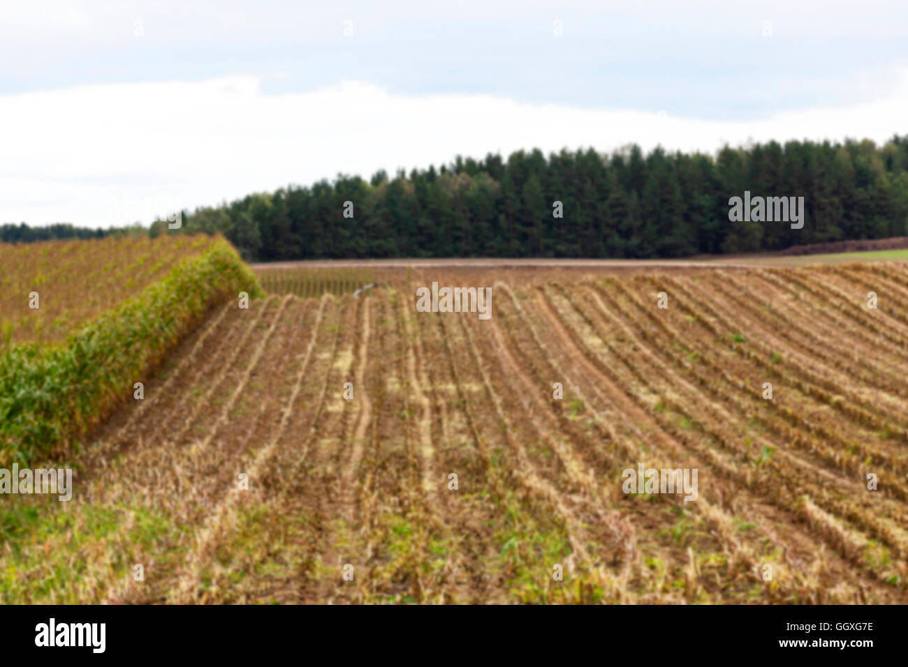 collection corn crop, close-up Stock Photo - Alamy