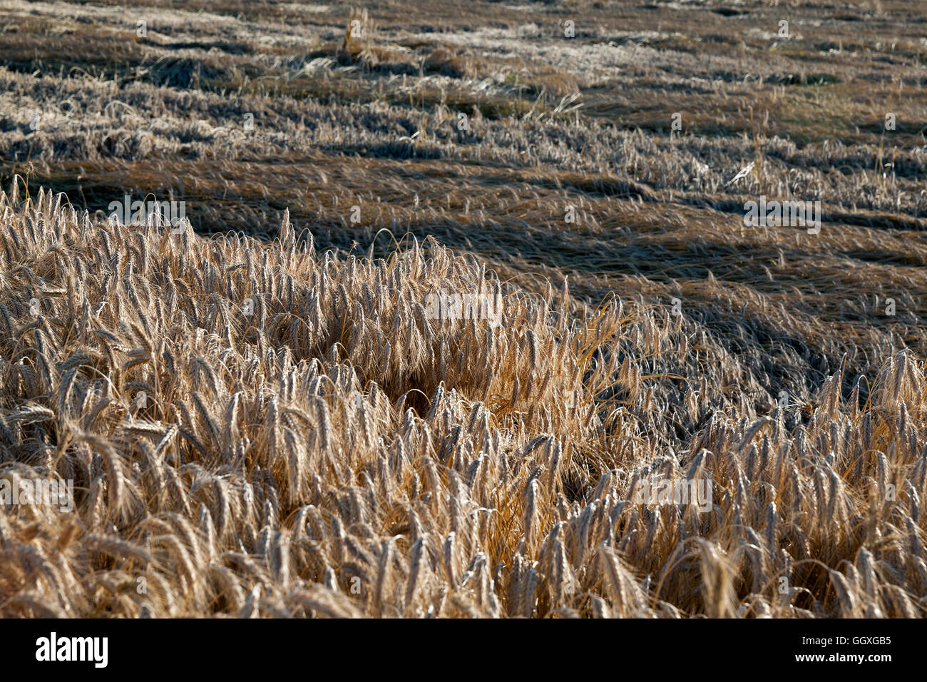 farm field cereals Stock Photo - Alamy