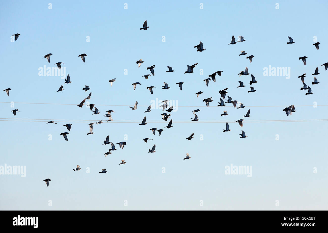 birds flying in the sky Stock Photo - Alamy
