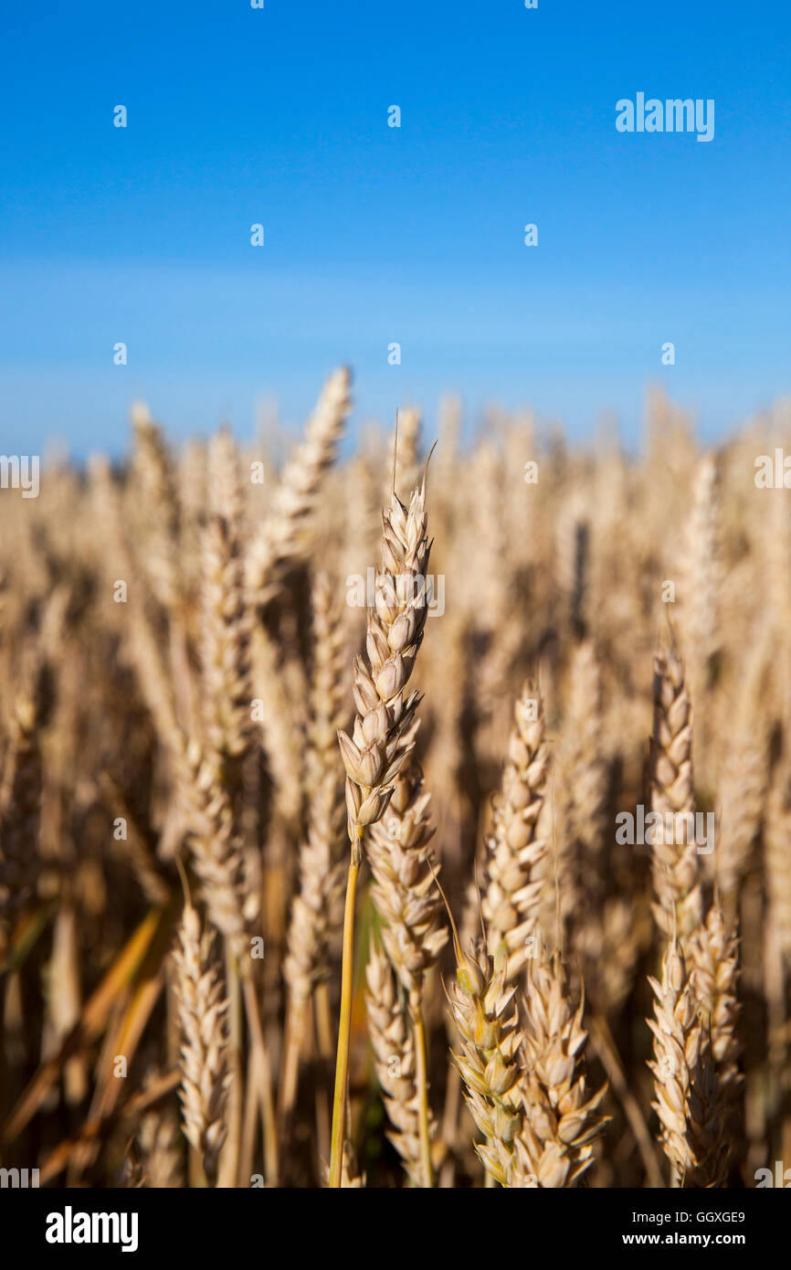 farm field cereals Stock Photo - Alamy