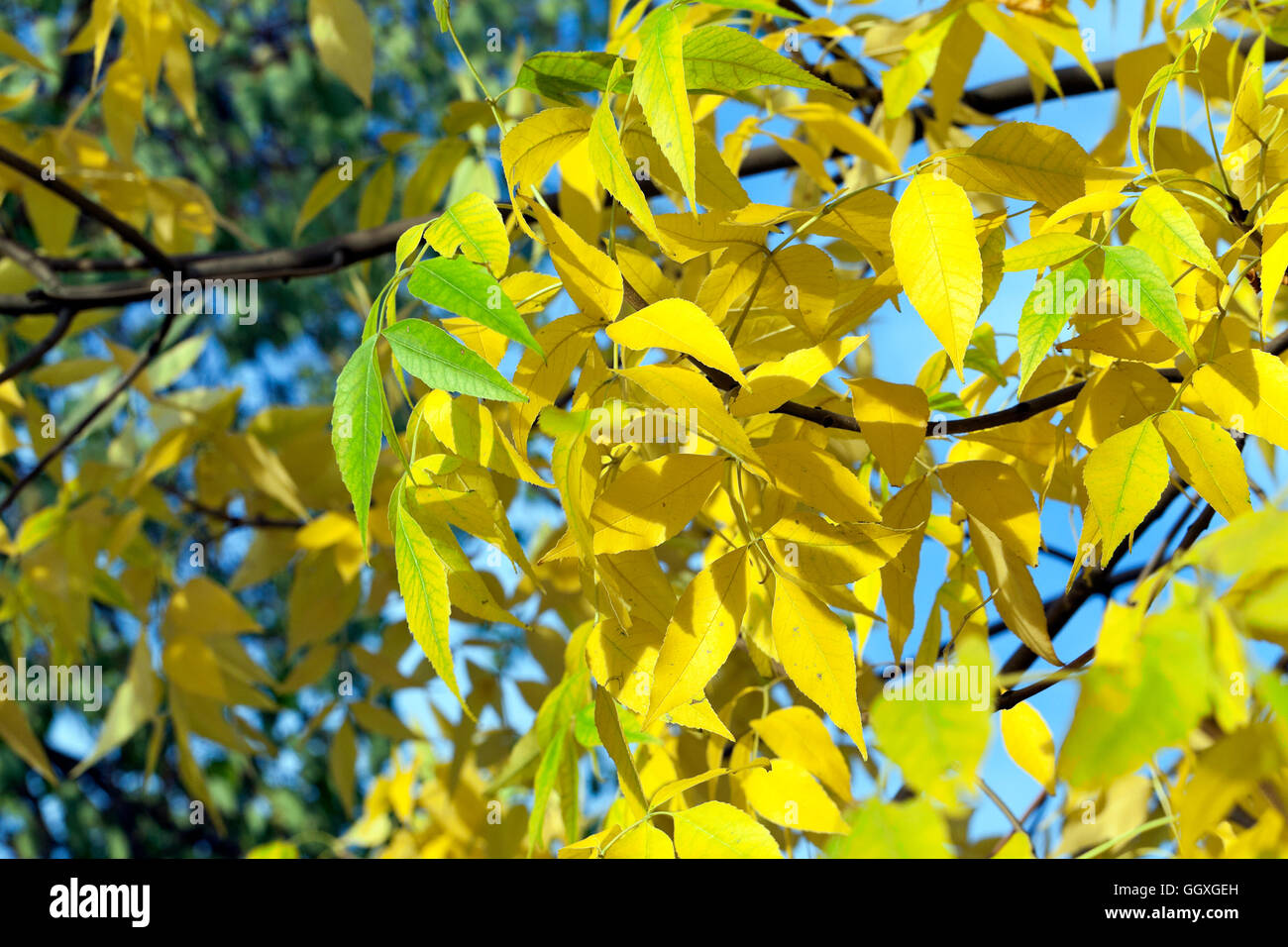 yellowing leaves on the trees Stock Photo - Alamy