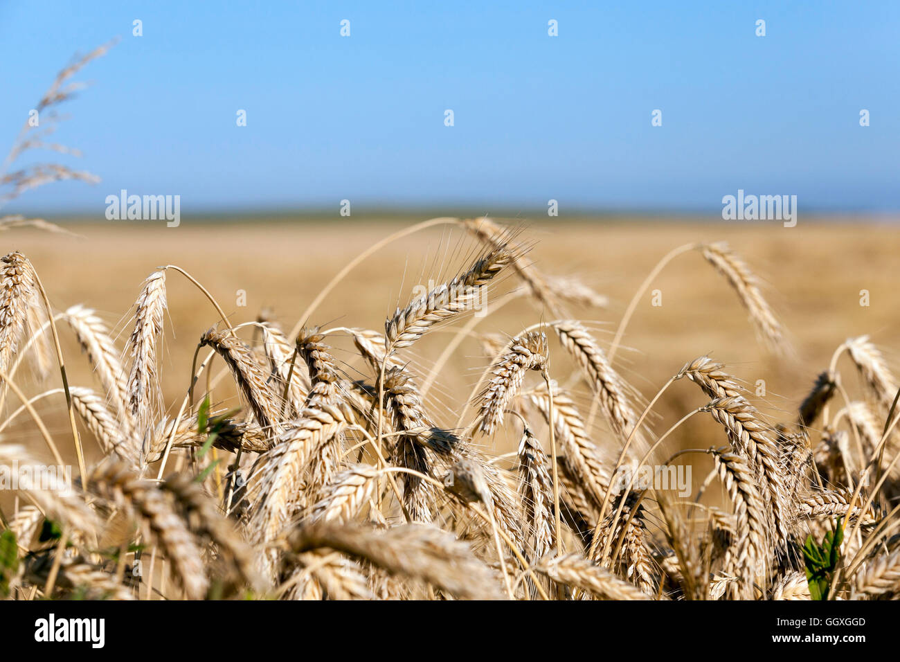 farm field cereals Stock Photo - Alamy
