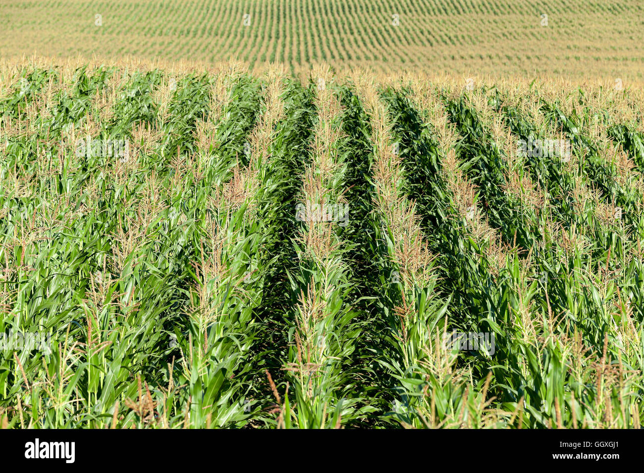 corn field, agriculture Stock Photo - Alamy
