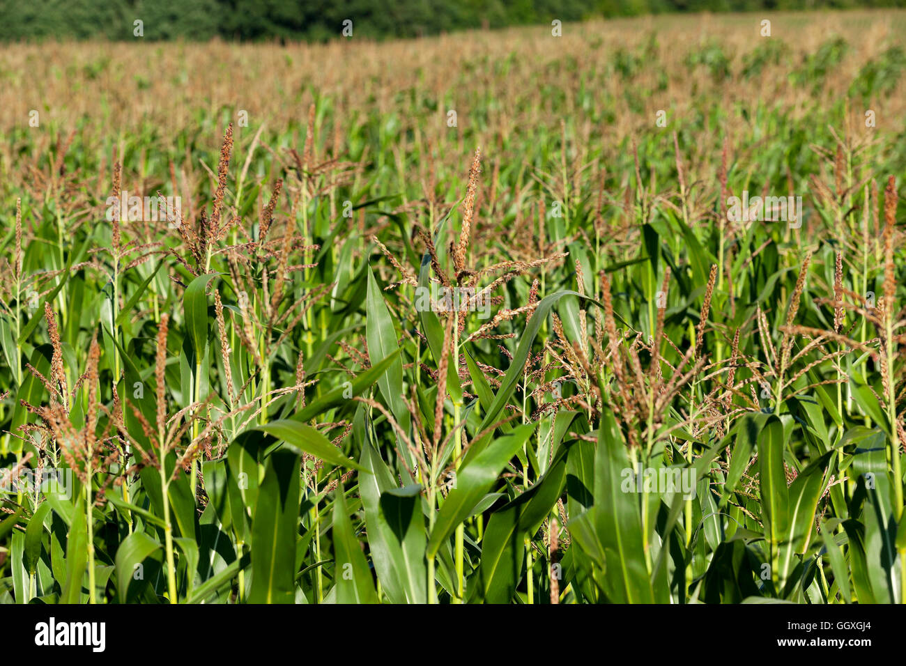 Corn field, summer time Stock Photo - Alamy