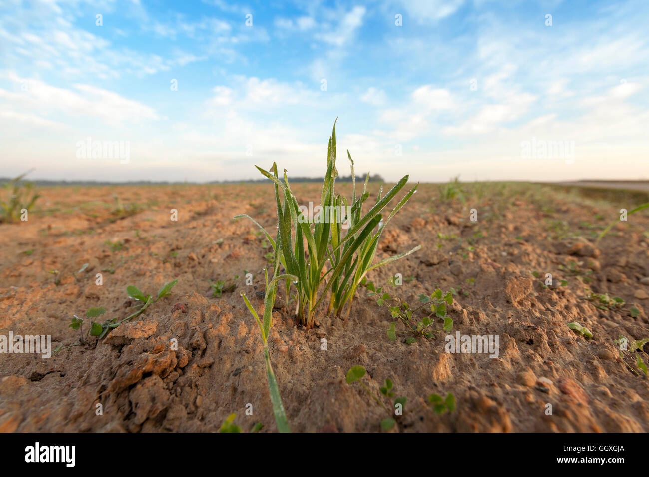 young grass plants, close-up Stock Photo - Alamy