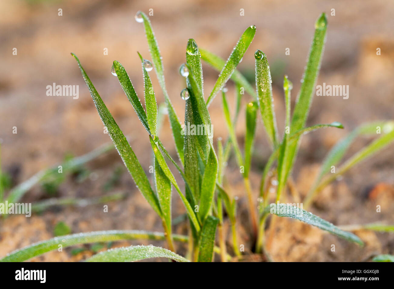 young grass plants, close-up Stock Photo - Alamy