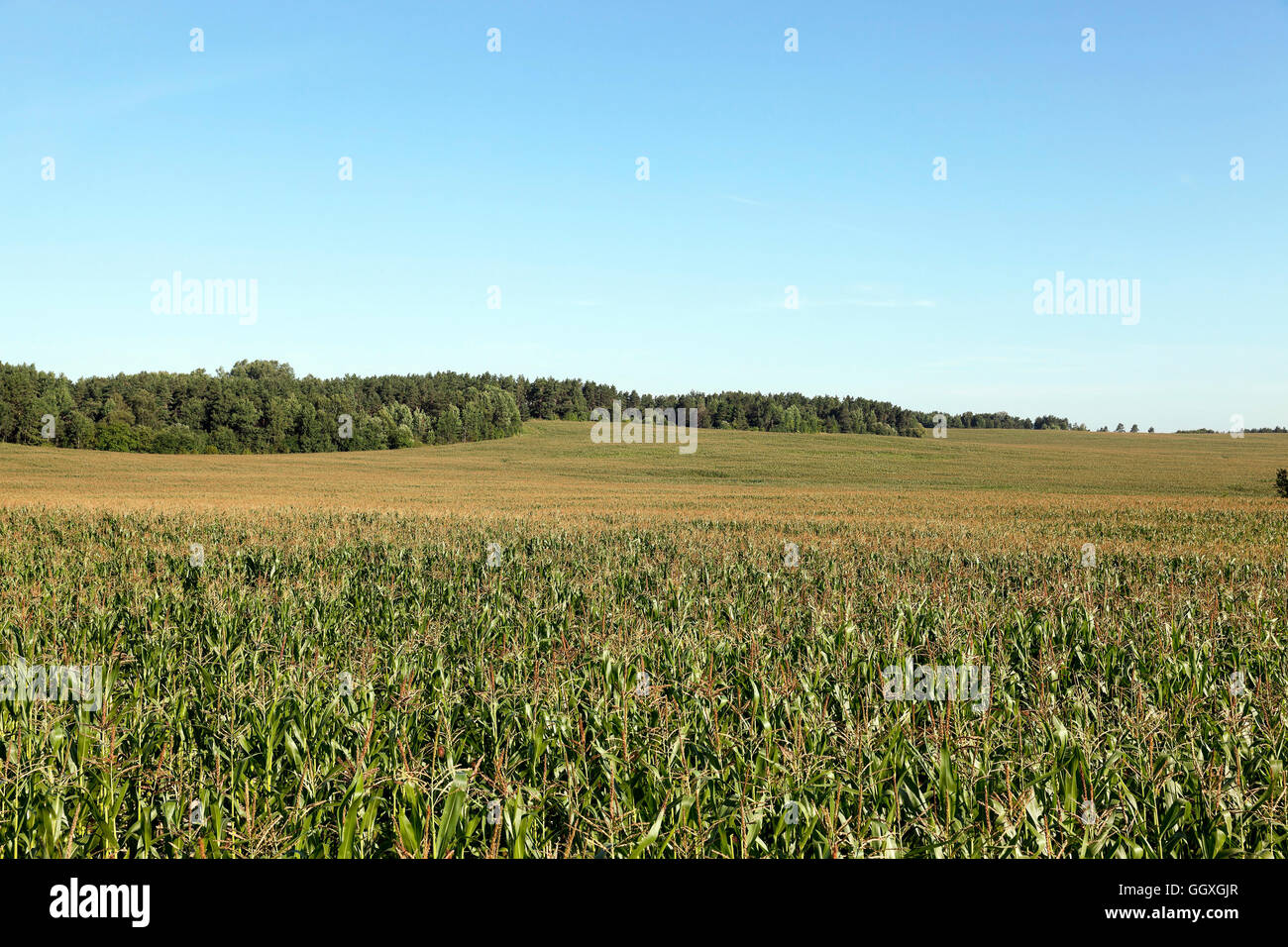 Corn field, summer Stock Photo - Alamy