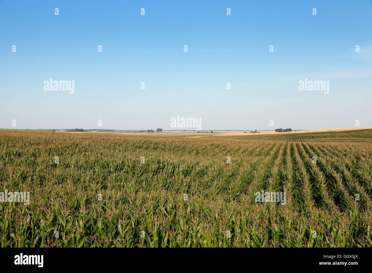 corn field, agriculture Stock Photo - Alamy
