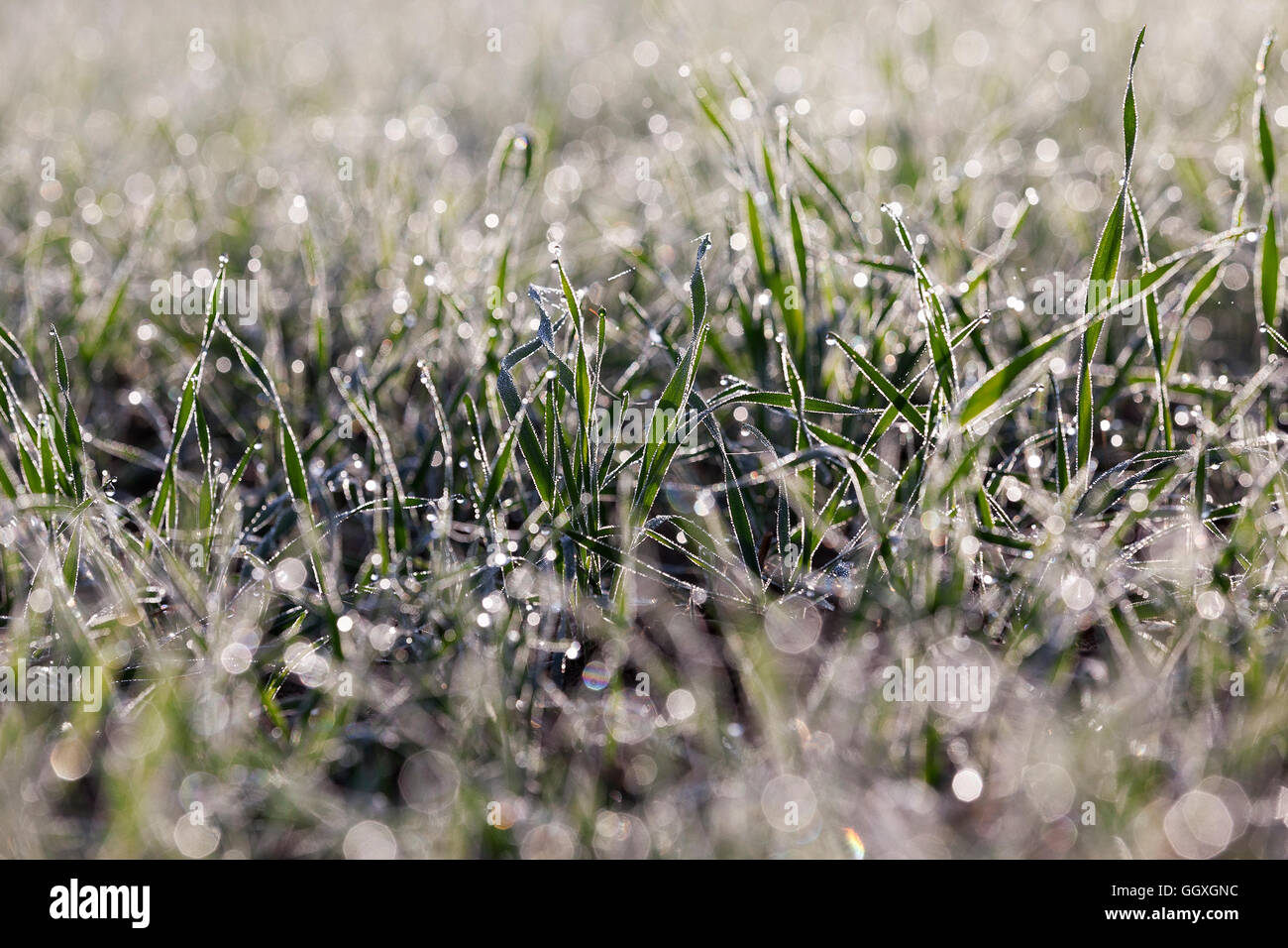 young grass plants, close-up Stock Photo - Alamy