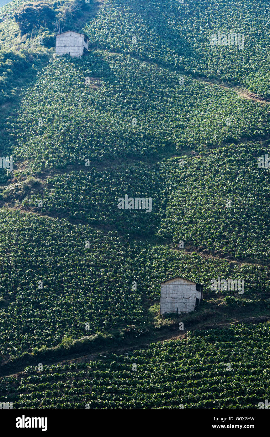 hydrangeas crops in the Andes mountains,Huanuco department,Peru Stock ...