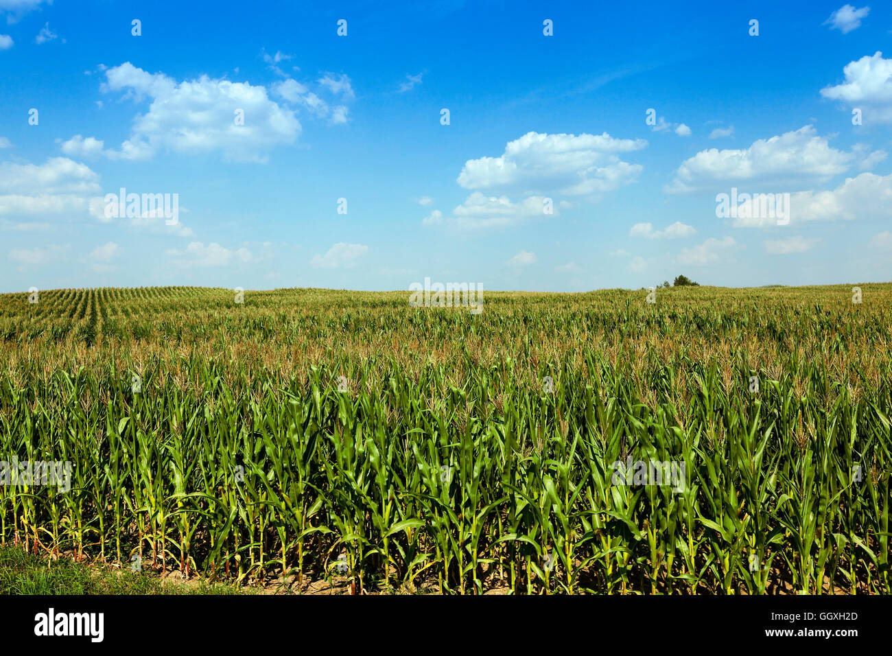 Corn field, summer Stock Photo - Alamy
