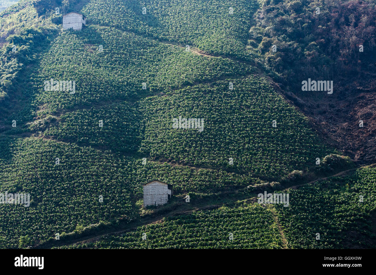 hydrangeas crops in the Andes mountains,Huanuco department,Peru Stock ...