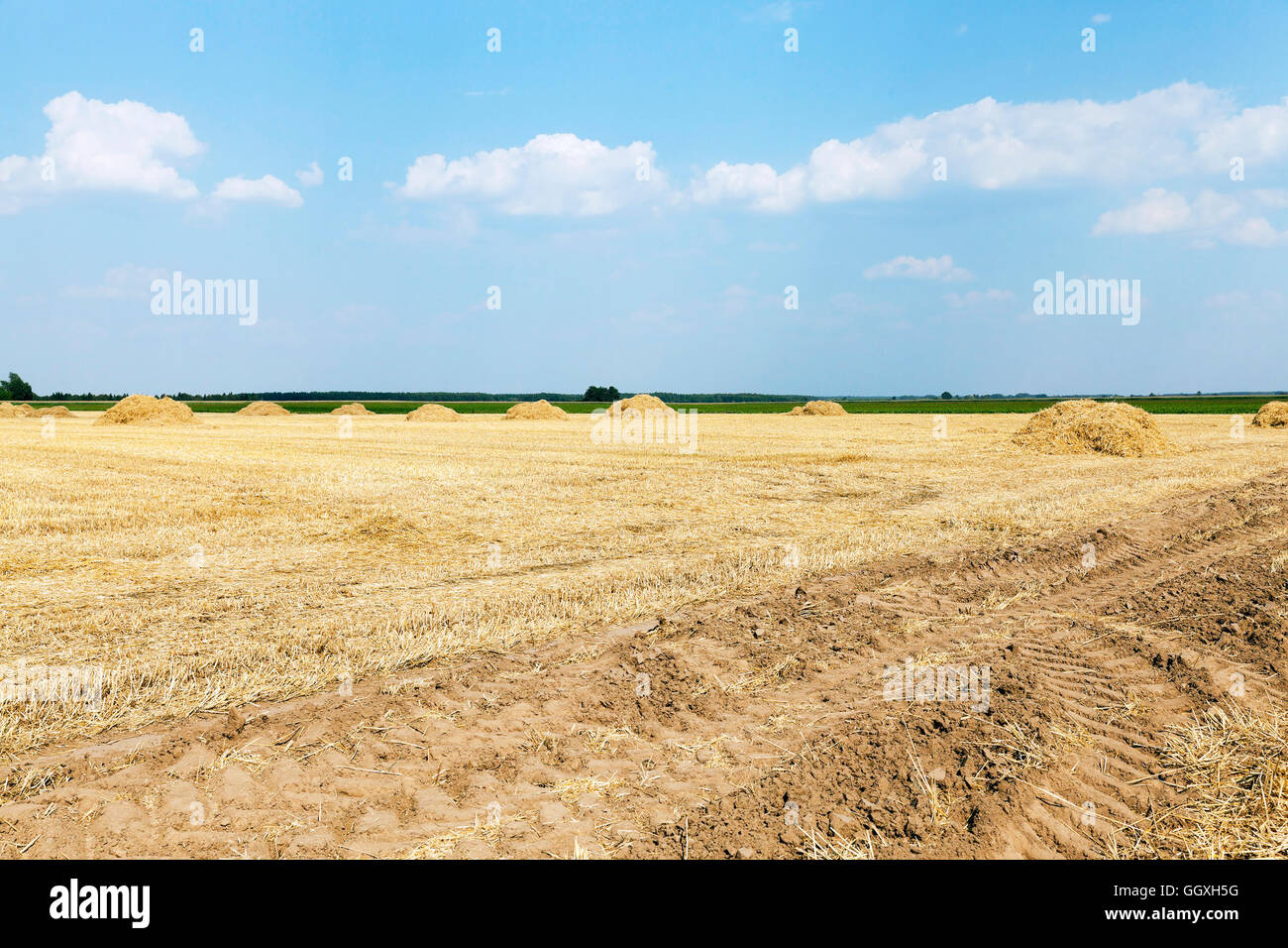 farm field cereals Stock Photo - Alamy