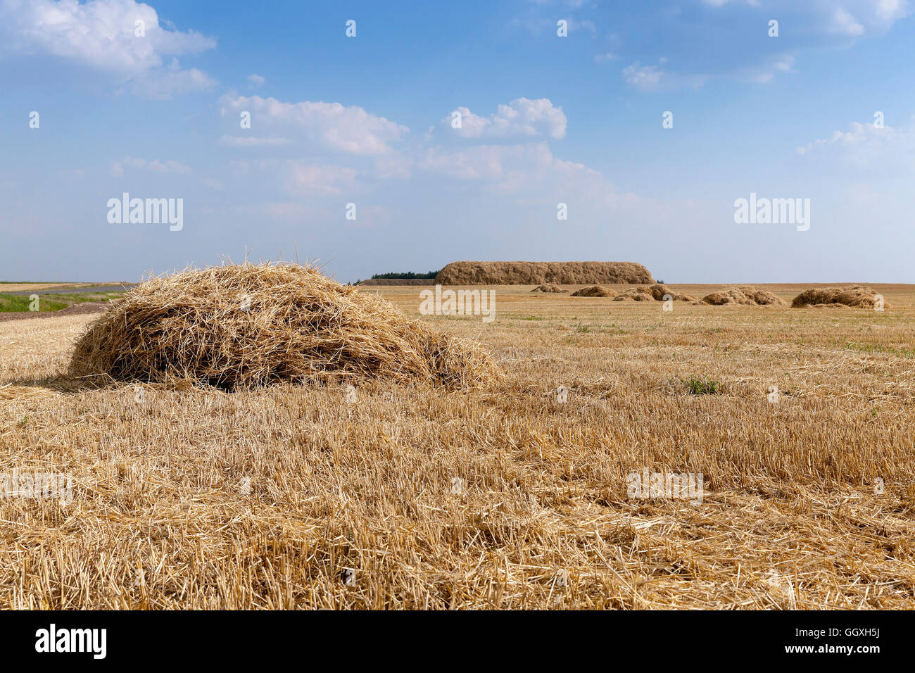 farm field cereals Stock Photo - Alamy
