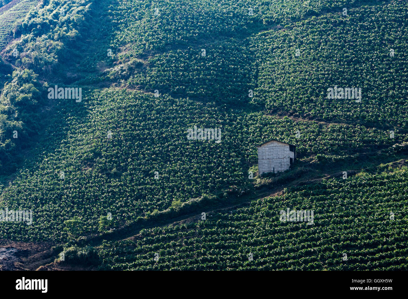 hydrangeas crops in the Andes mountains,Huanuco department,Peru Stock ...