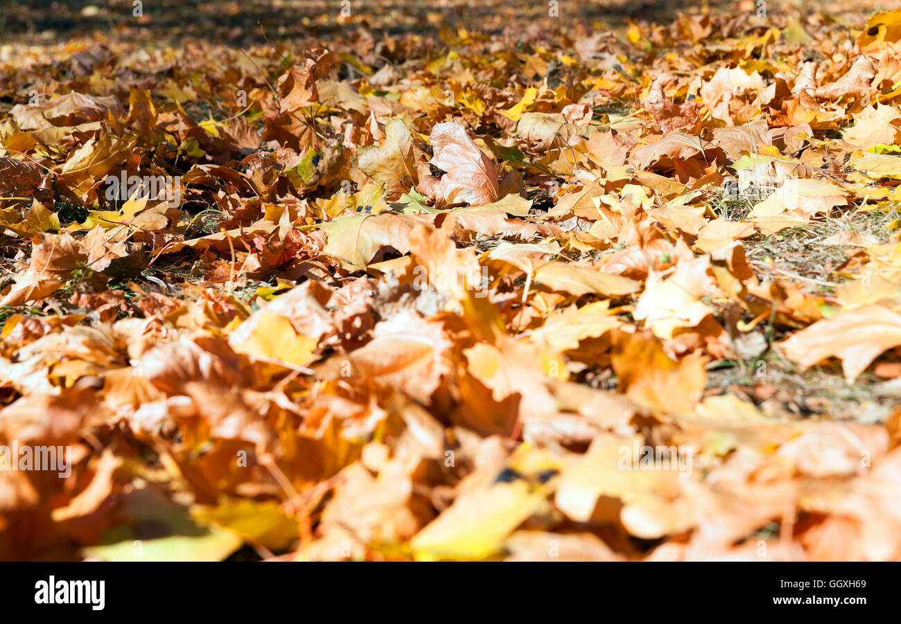 The fallen to the ground Stock Photo - Alamy