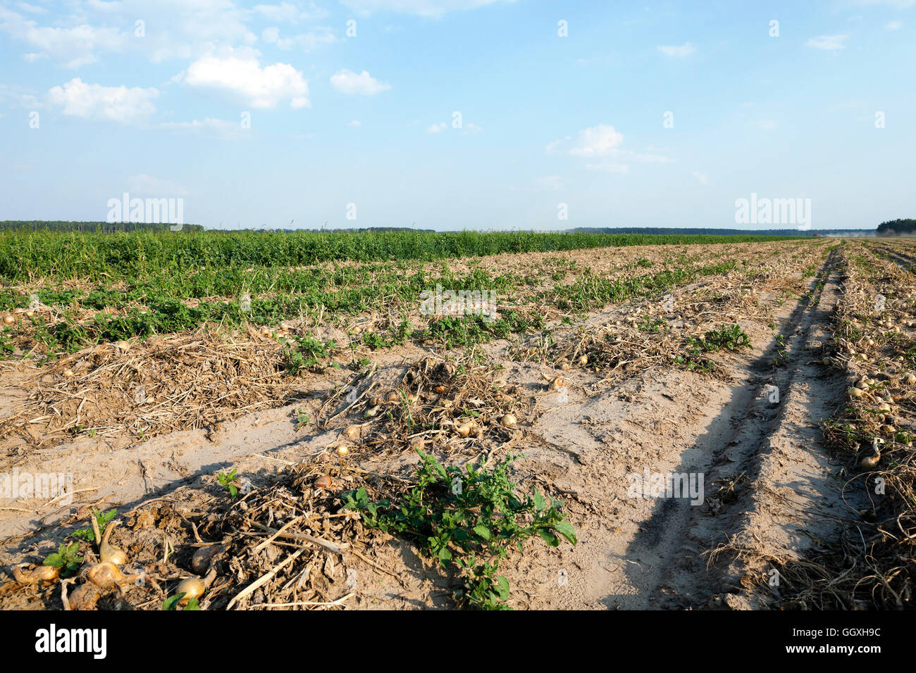 Curing onion hi-res stock photography and images - Alamy