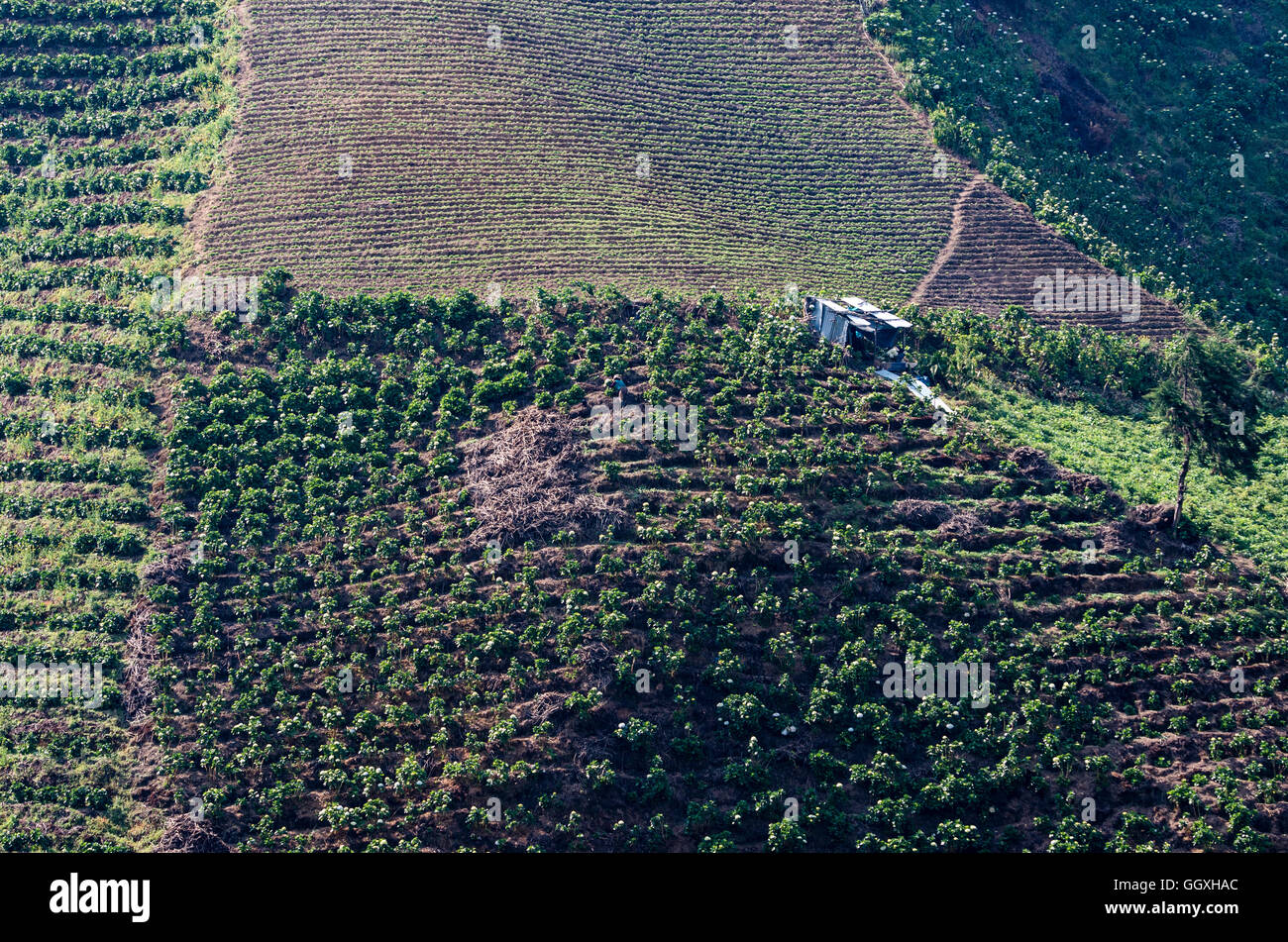 hydrangeas crops in the Andes mountains,Huanuco department,Peru Stock ...
