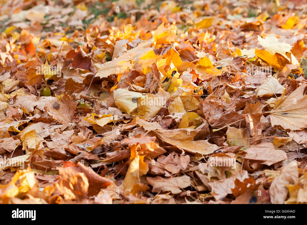The fallen to the ground Stock Photo - Alamy