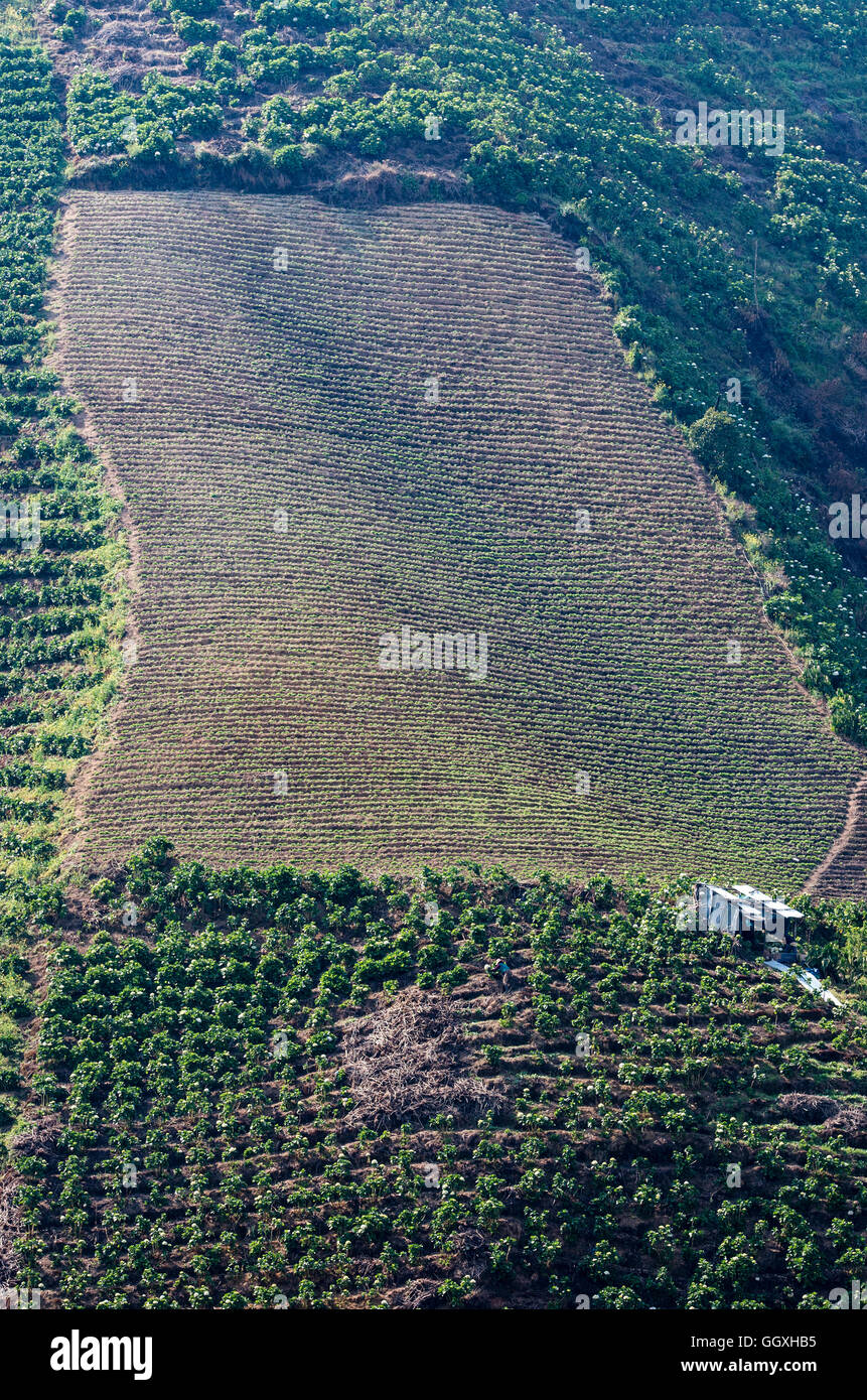 hydrangeas crops in the Andes mountains,Huanuco department,Peru Stock ...