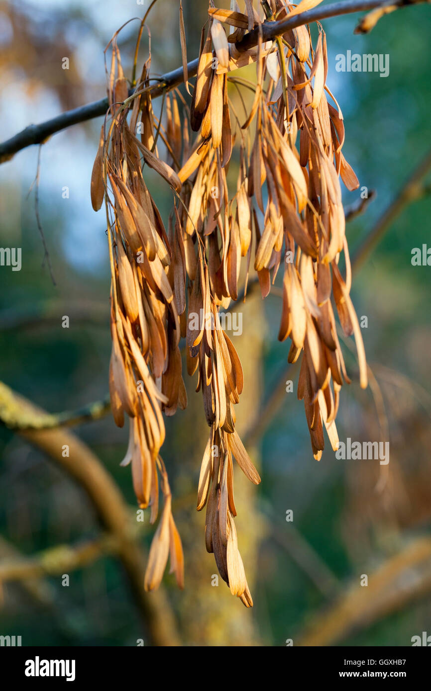 maple seeds fall Stock Photo - Alamy