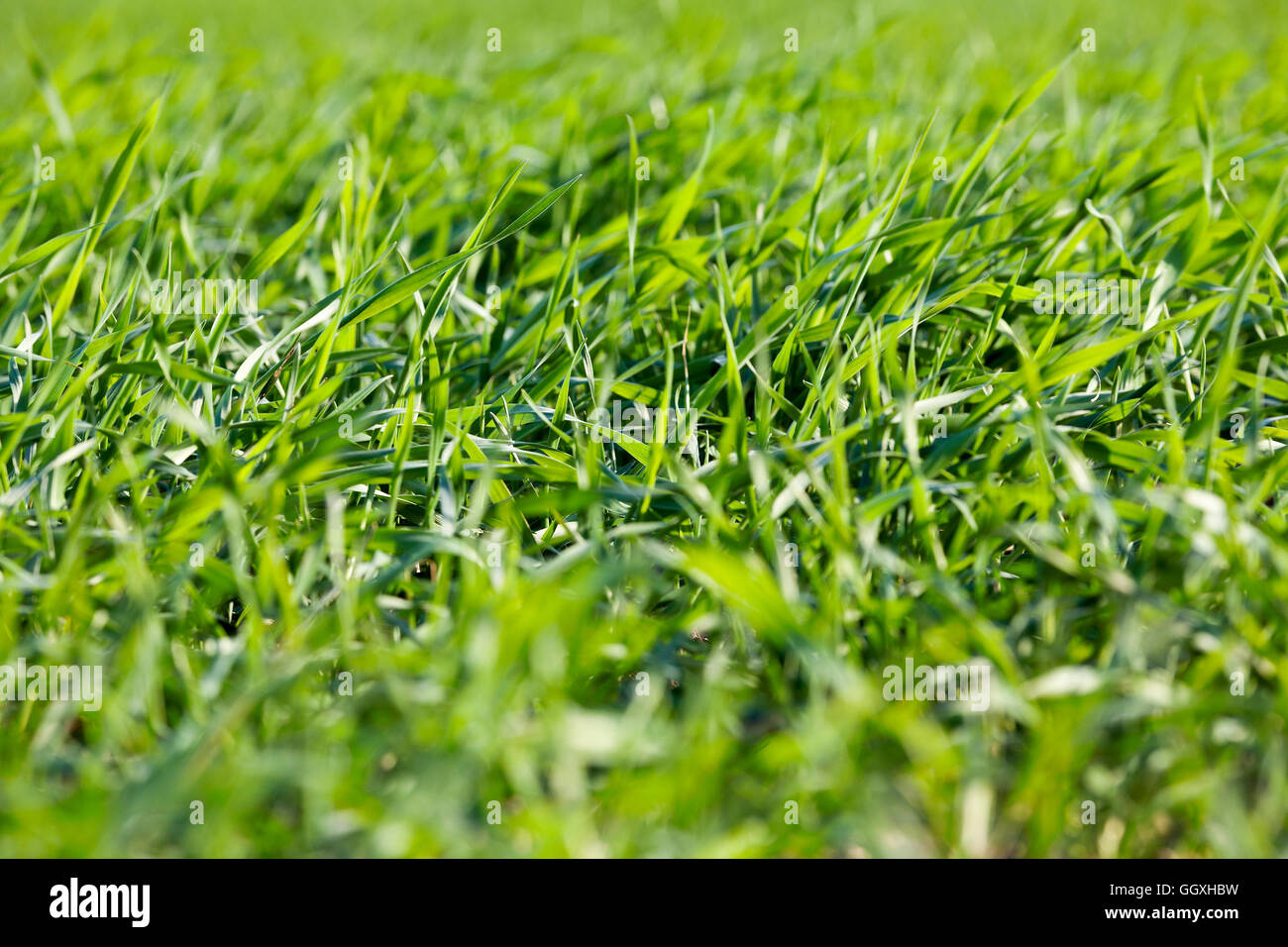 young grass plants, close-up Stock Photo - Alamy