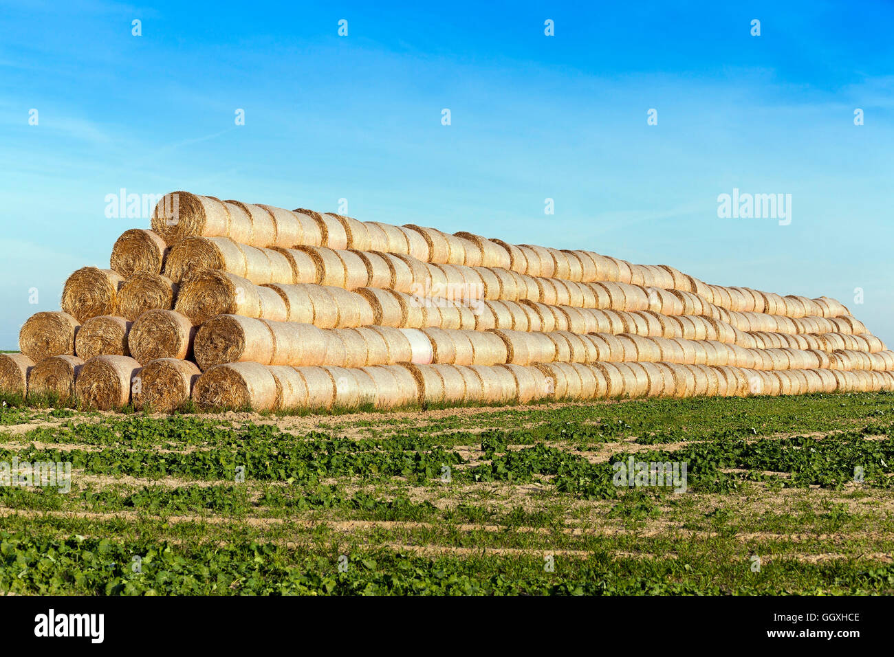 stack of straw in the field Stock Photo - Alamy