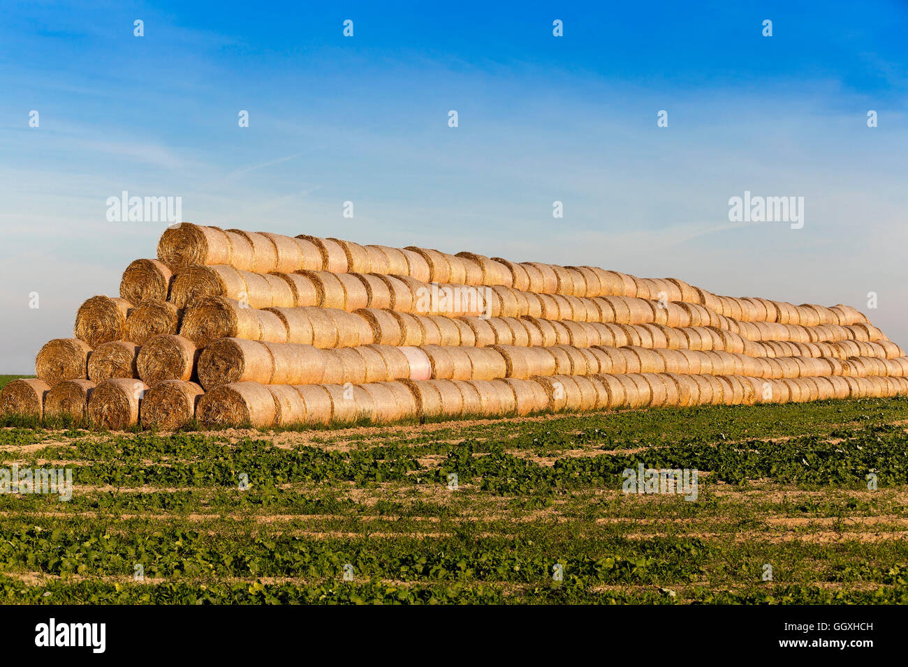 stack of straw in the field Stock Photo - Alamy