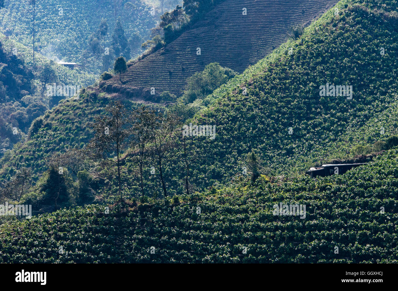 hydrangeas crops in the Andes mountains,Huanuco department,Peru Stock ...