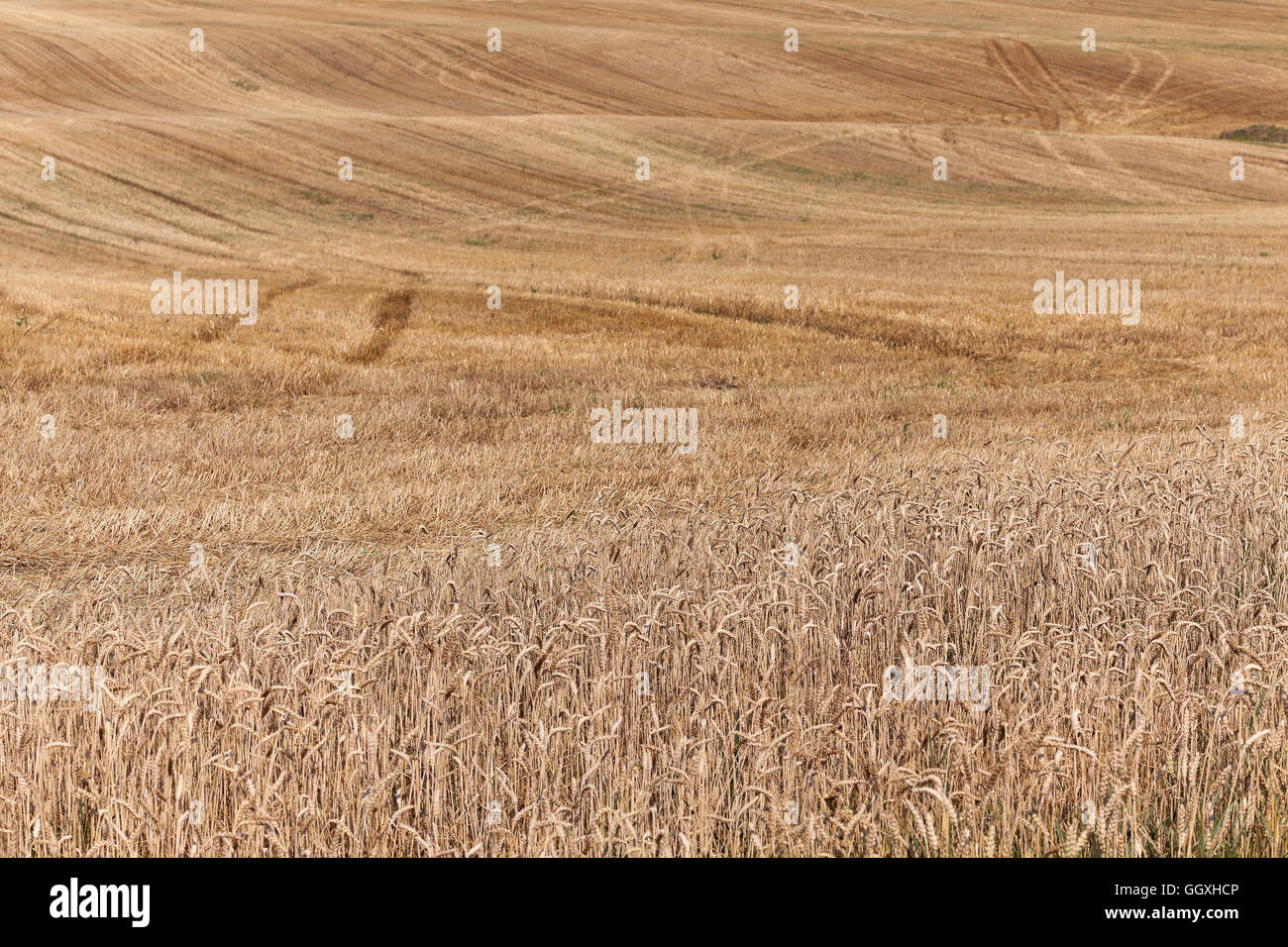 wheat field after harvest Stock Photo - Alamy