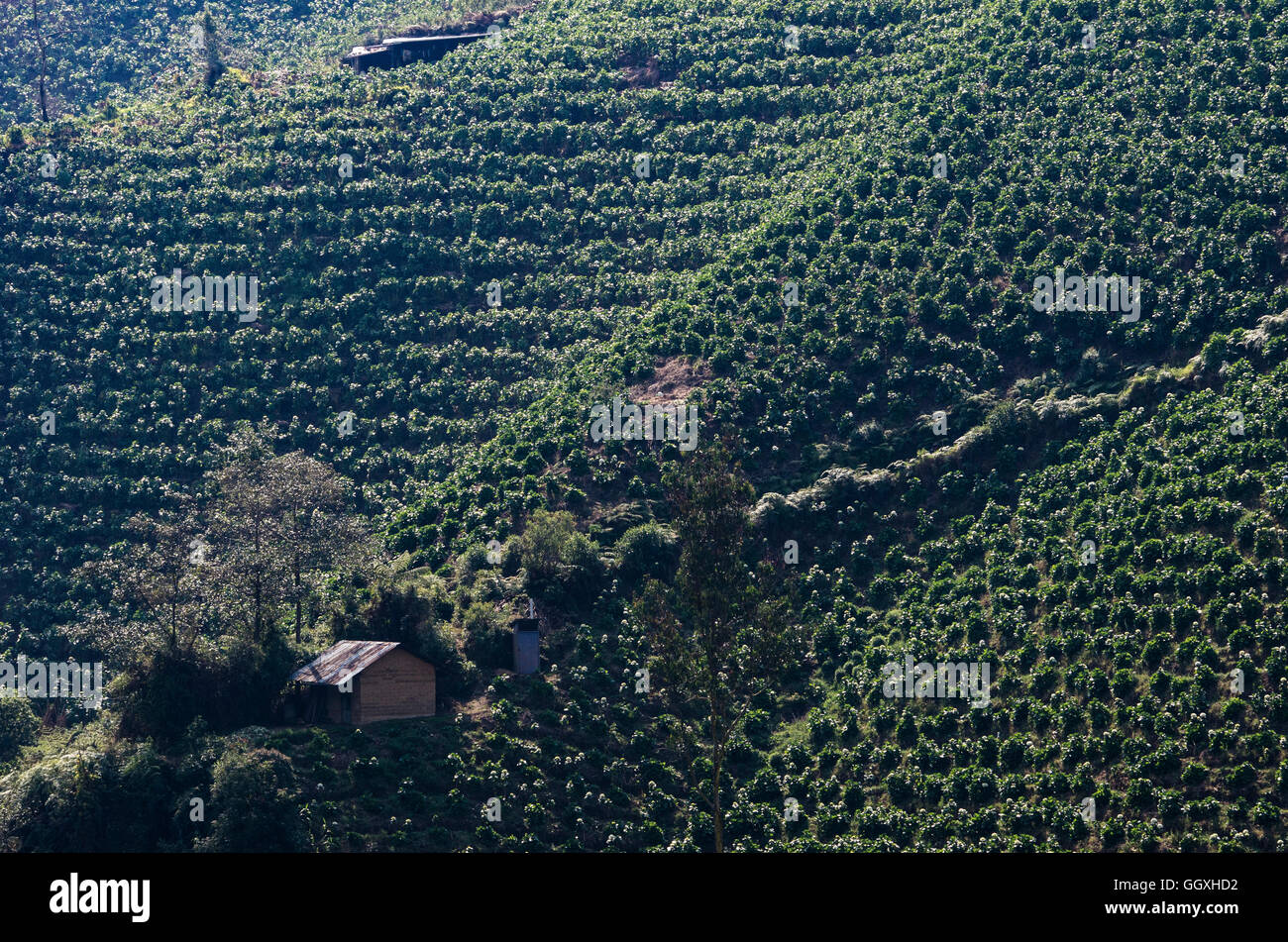 hydrangeas crops in the Andes mountains,Huanuco department,Peru Stock ...