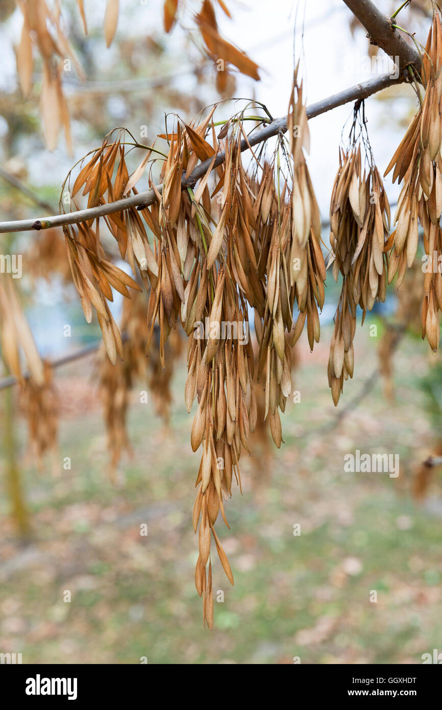 Dried maple seeds hi-res stock photography and images - Alamy