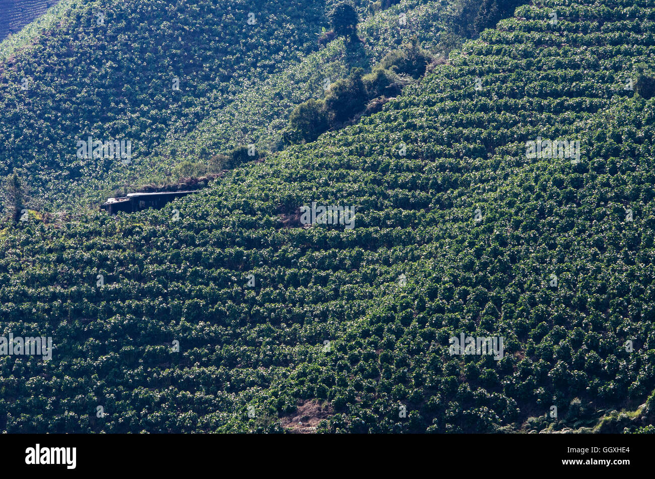 hydrangeas crops in the Andes mountains,Huanuco department,Peru Stock ...