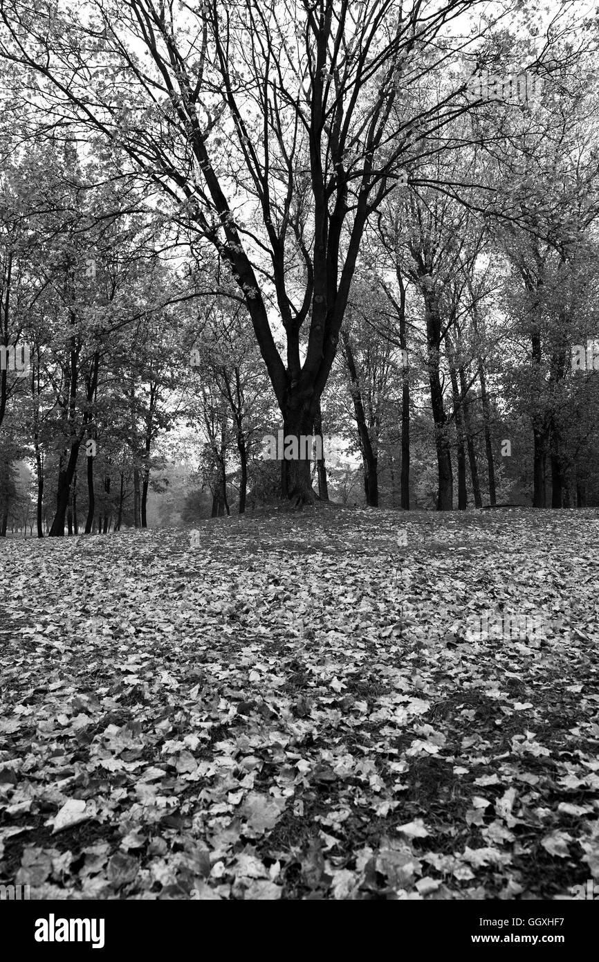 Close up autumn maple Black and White Stock Photos & Images - Alamy