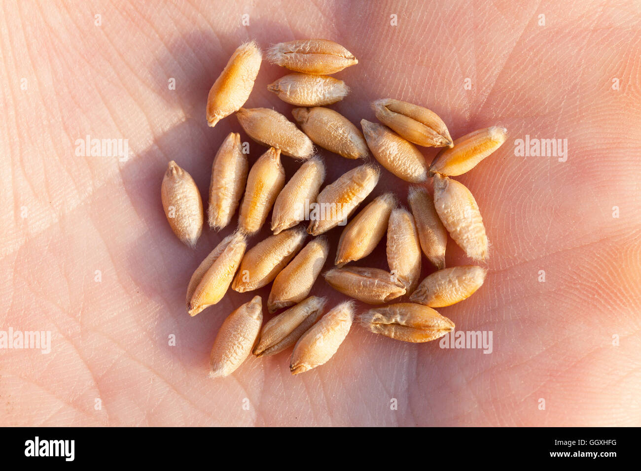 Grain in hand hi-res stock photography and images - Alamy