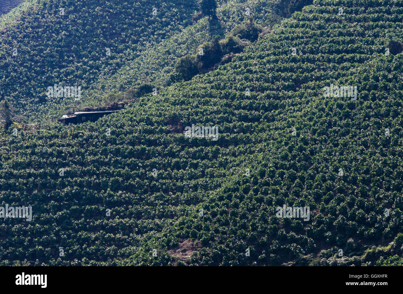 hydrangeas crops in the Andes mountains,Huanuco department,Peru Stock ...
