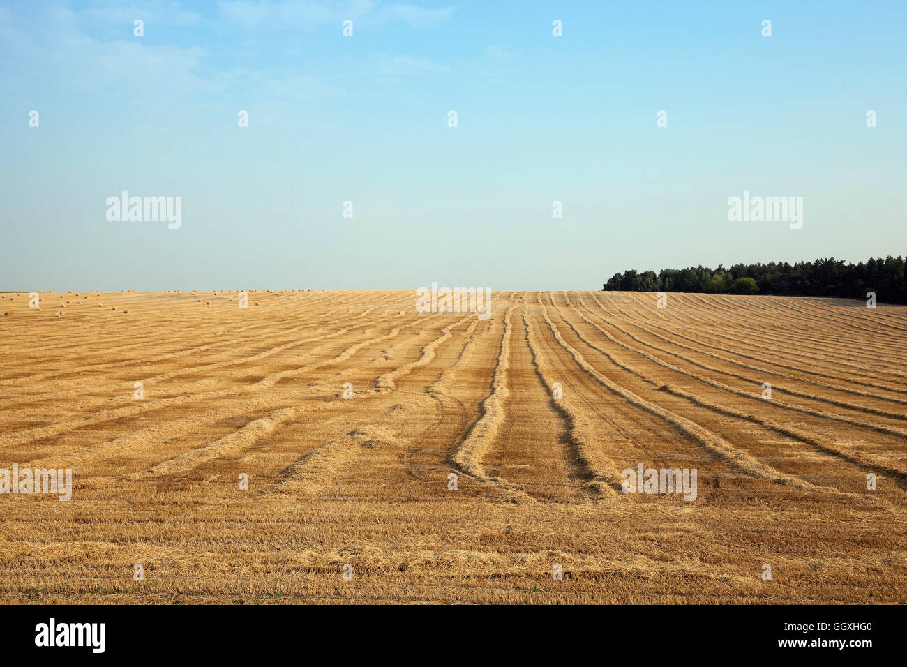 Field after harvest Stock Photo - Alamy