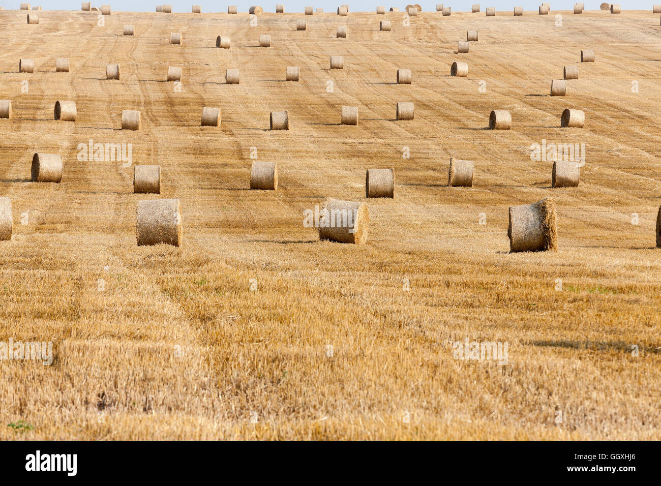 haystacks in a field of straw Stock Photo - Alamy
